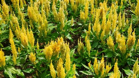 17 Showy Amaranth Varieties That Shine In Fall Arrangements