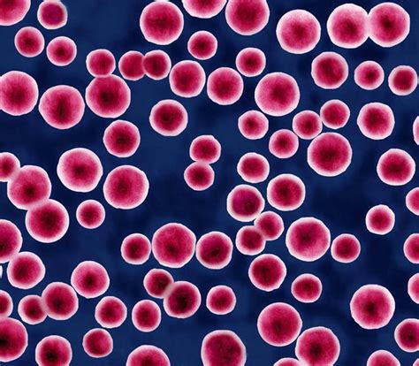 Cdc Reports That Std Rates Remain Far Too High Pathadvantage