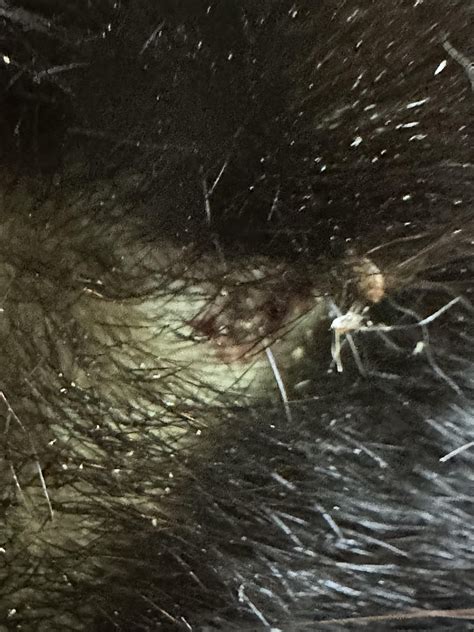 Is This Just A Scab Hes Had It For Forever Rcats