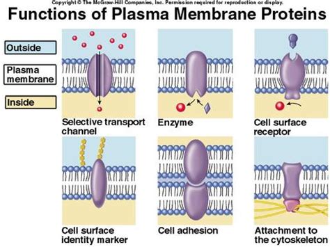 Topic 1 3 Membrane Structure AMAZING WORLD OF SCIENCE WITH MR GREEN