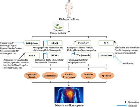 Potential Signaling Pathways Of Tcm Against Dcm Download Scientific Diagram