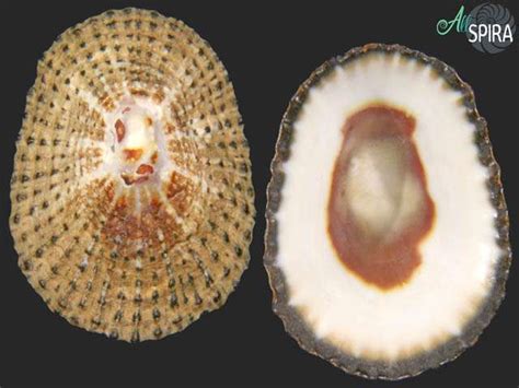 Scutellastra Granularis Allspira