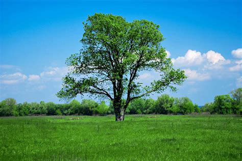 What Is A Shrub Shrubs Vs Bushes Trees And More