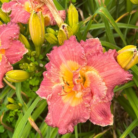 Aunt Em Of Oz Perennial Daylily Daylilies On The Prairie