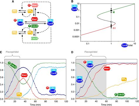 Systems Level Feedback Makes Mitotic Exit Irreversible In Mammalian Download Scientific Diagram