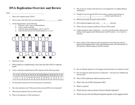 Dna Replication Review Worksheet Proworksheet