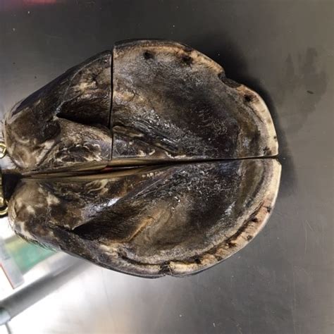 ANSC 130 Lab 4 Diagram Quizlet