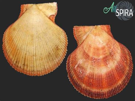 Chlamys Shell