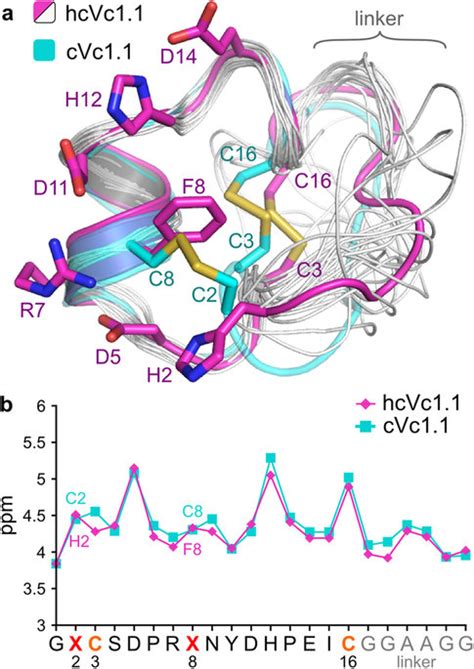 Comparison Of The Nmr Solution Structures Of Hcvc11 Pink And Gray Download Scientific