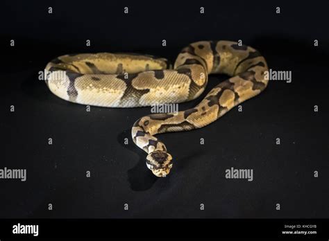 Royal Or Ball Python Snake Isolated On Black Background Stock Photo Alamy