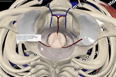 Anterior Internal Vertebral Venous Plexus Cervical Left Complete Anatomy