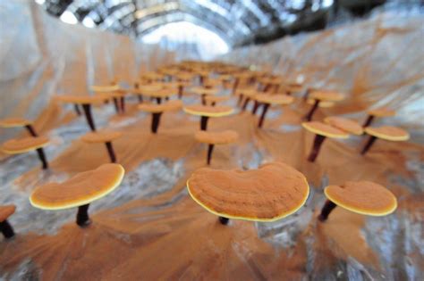 Ganoderma Lucidum Polysaccharide S On Hemodynamic Effect