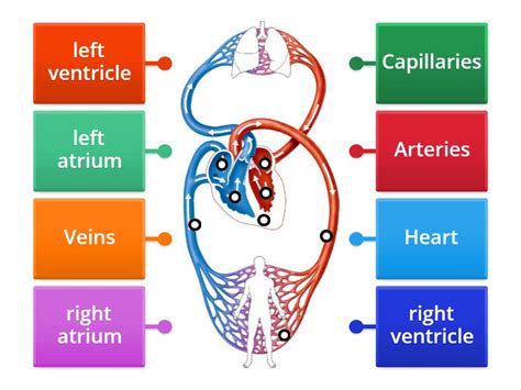 Circulatory System By Dilrukshi Ranasinghe Labelled Diagram