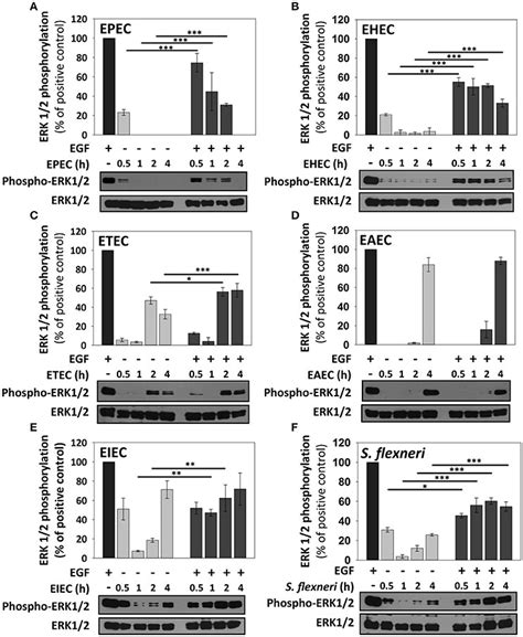 Erk12 Stimulation By The Different E Coli Pathotypes On Ht 29 Cells