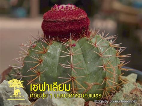 Nature Says กระบองเพชร เป็นไม้ที่มีเสน่ห์เฉพาะตัว