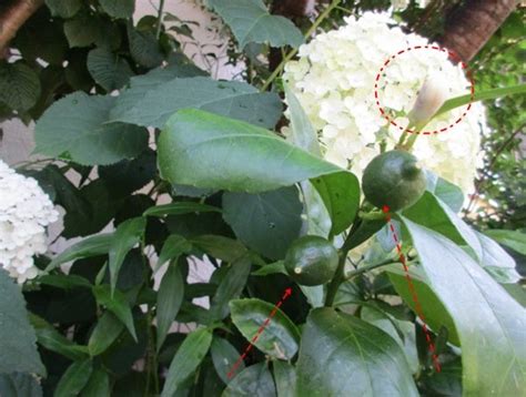 檸檬の花 美鳥花日記
