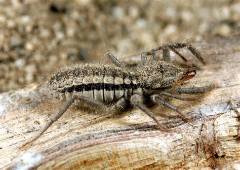 Solifugidwind Scorpion Catseye Pest Control