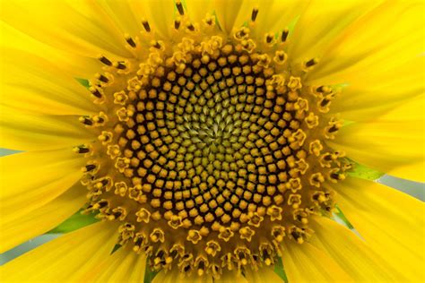 sunflower pattern fibonacci