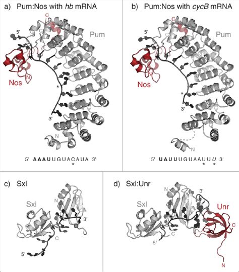 Examples Of Combinatorial Control A B Crystal Structure Of The Download Scientific Diagram
