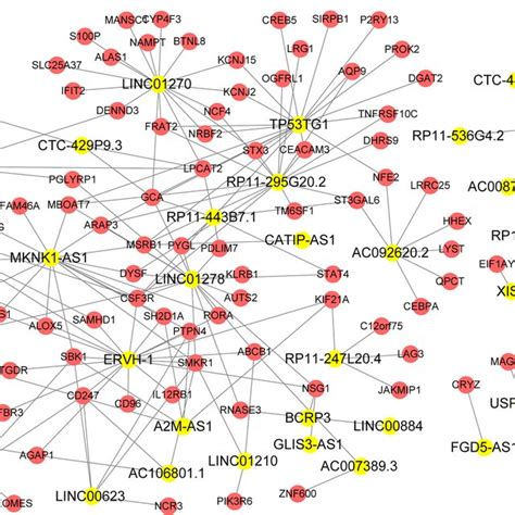 The Long Non Coding Rna Lncrna Mrna Co Expression Network Red And