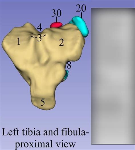 Proximal Fibula And Tibia Diagram Diagram Quizlet