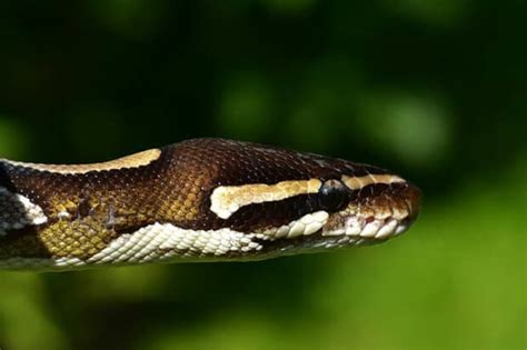 12 Playful Platypus Facts About These Unusual Mammals