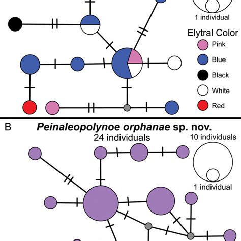 Haplotype Networks From P Orphanae Sp Nov Coi Data With Small Grey Download Scientific