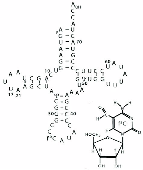 Nucleotide Sequence Of Trna Met From Bovine Mitochondria Upper Left Download Scientific