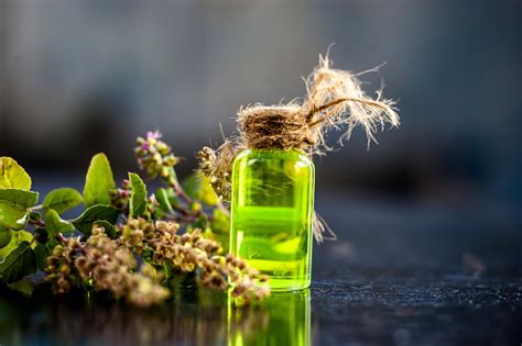 아유르베다 허브 약용 허브 잎과 기침 열 및 감기 약에 사용 하는 이런 바의 꽃으로 투명 한 병에 Tulsi 또는 성령 바 질의