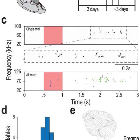 Microstimulation In A Specific Location In Anterior Cingulate Cortex