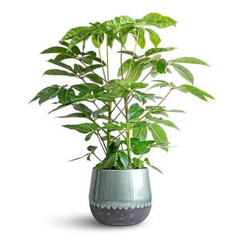 Schefflera Arboricola Dwarf Umbrella Tree Indoor Trees Hortology