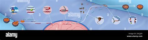 Hiv Replication Cycle Diagram And Magnified Views Showing The Retroviral Process By Which The