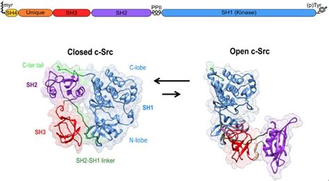 Targeting The Src N Terminal Regulatory Eleme Eurekalert