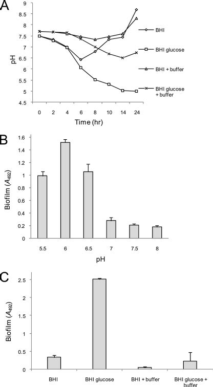 A Novel Staphylococcus Aureus Biofilm Phenotype Mediated By The Fibronectin Binding Proteins