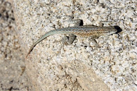 Common Side Blotched Lizards Uta Stansburiana