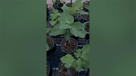 มะเดื่อฝรั่งหลากหลายสายพันธุ์ Youtube