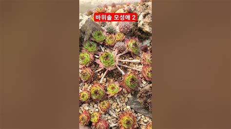 바위솔 모성애 2 능견 바위솔 용설 바위솔농원 Youtube