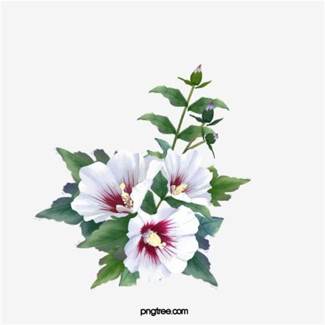무궁화 일러스트 꽃다발 히비스커스 꽃 클립 아트 손으로 그린 히비스커스 꽃 Png 일러스트 및 Psd 이미지 무료 다운로드