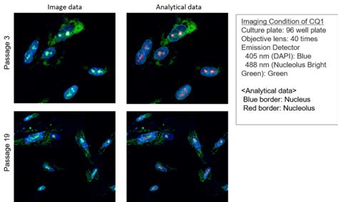 Nucleolus Fluorescent Staining Nucleolus Bright Green Dojindo