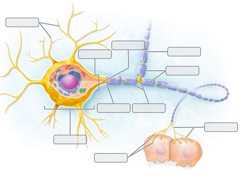 Neuron Structure Diagram Quizlet