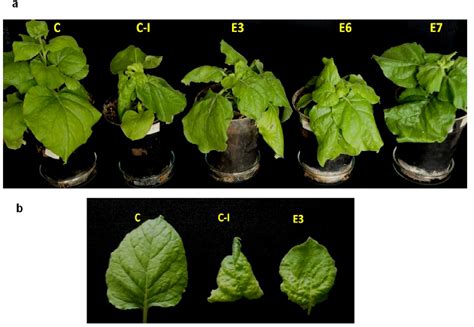 Figure 1 From The Agrobacterium Tumefaciens Ti Plasmid Virulence Gene Vire2 Reduces Sri Lankan