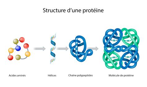 Structure Polypeptidique Primaire