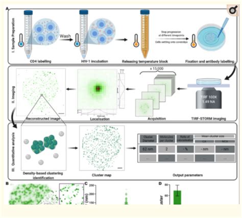 Yue Yuan Single Molecule Super Resolution Imaging Of T Cell Plasma Membrane Cd4 Redistribution