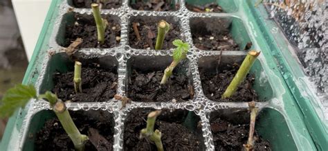 5 Easy Ways To Propagate Raspberries In Your Garden