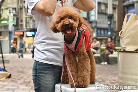 陪媽上班笑開懷 貴賓狗「發現是獸醫」苦瓜臉縮角落： 不要打針 Ettoday寵物雲 Ettoday新聞雲