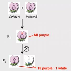 Lecture Genetics Of Complex Traits Flashcards Quizlet