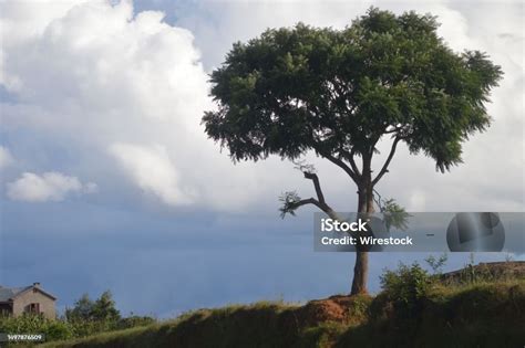 주변 풍경의 그림 같은 전망을 감상할 수 있는 풀이 무성한 언덕에 있는 고독한 나무 0명에 대한 스톡 사진 및 기타 이미지 0명 경관 굽이치는 풍경 Istock