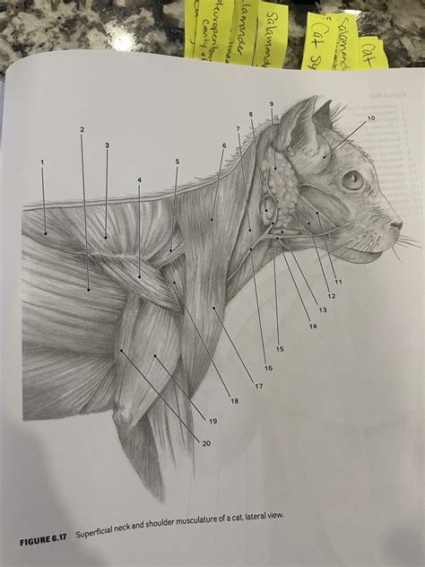 Diagram Of Lateral View Of Superficial Neck And Shoulder Muscles Of Cat