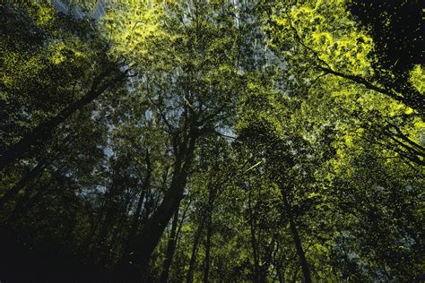 Synchronous Lighting By Mega Congregation Of Fireflies Recorded In Another Forest Range Of