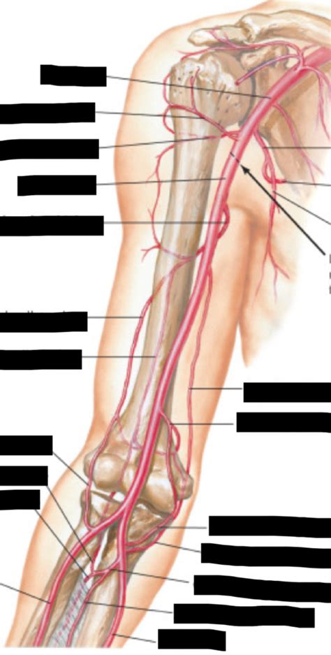 Elbow Anastomosis Diagram Quizlet